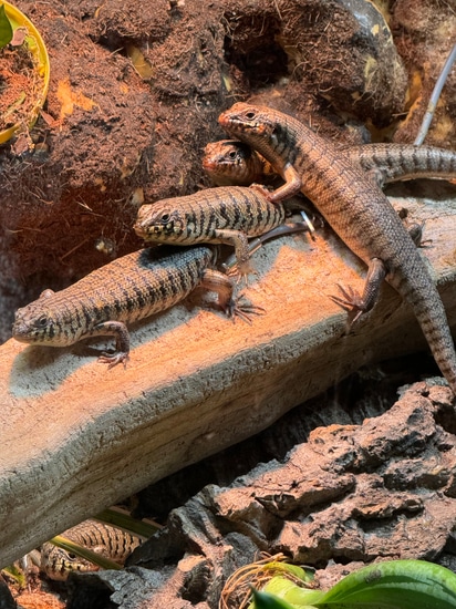 Kenyan Zebra Skinks More Skink by 419Exotics