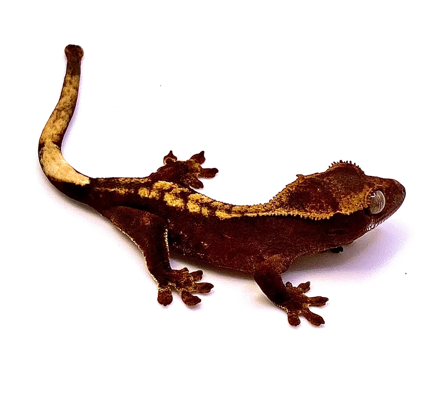 Mango Dust Crested Gecko by 6th Day Creatures - MorphMarket