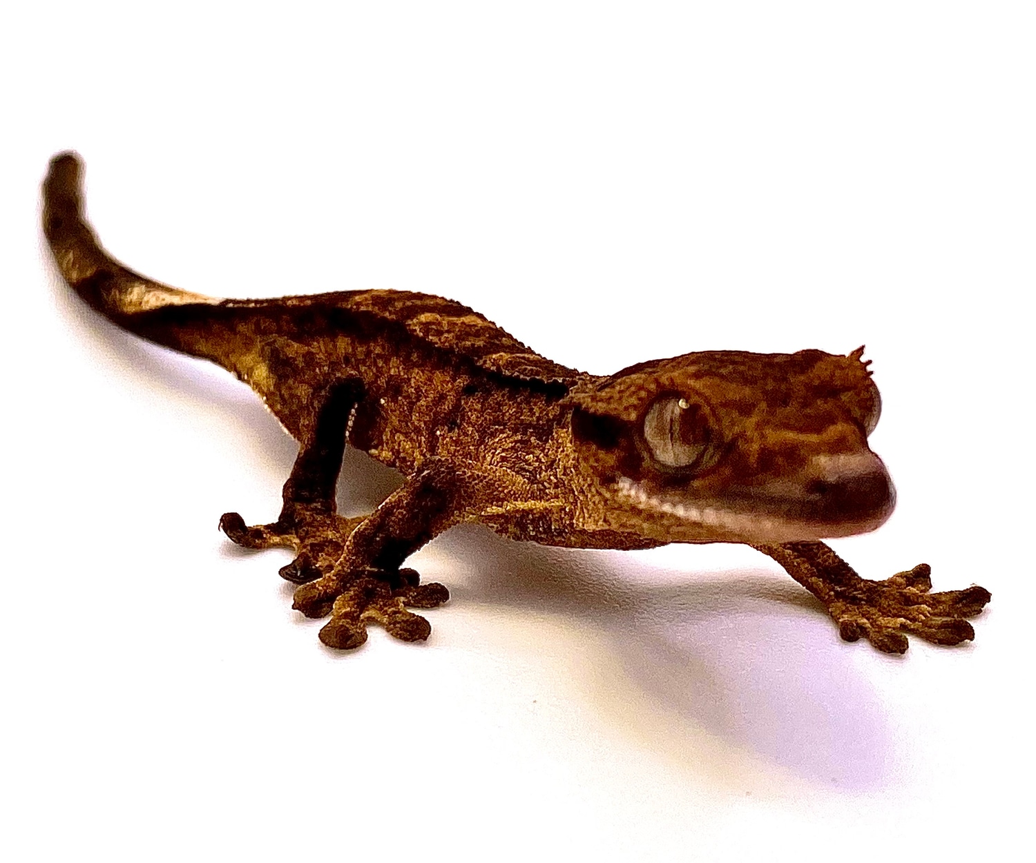 Butterscotch Brindle Phantom Pinstripe Crested Gecko by 6th Day ...