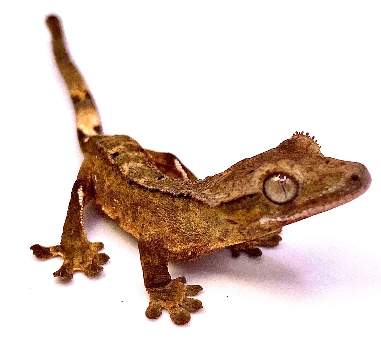 Peach Perfection Phantom Pinstripe Crested Gecko by 6th Day Creatures ...