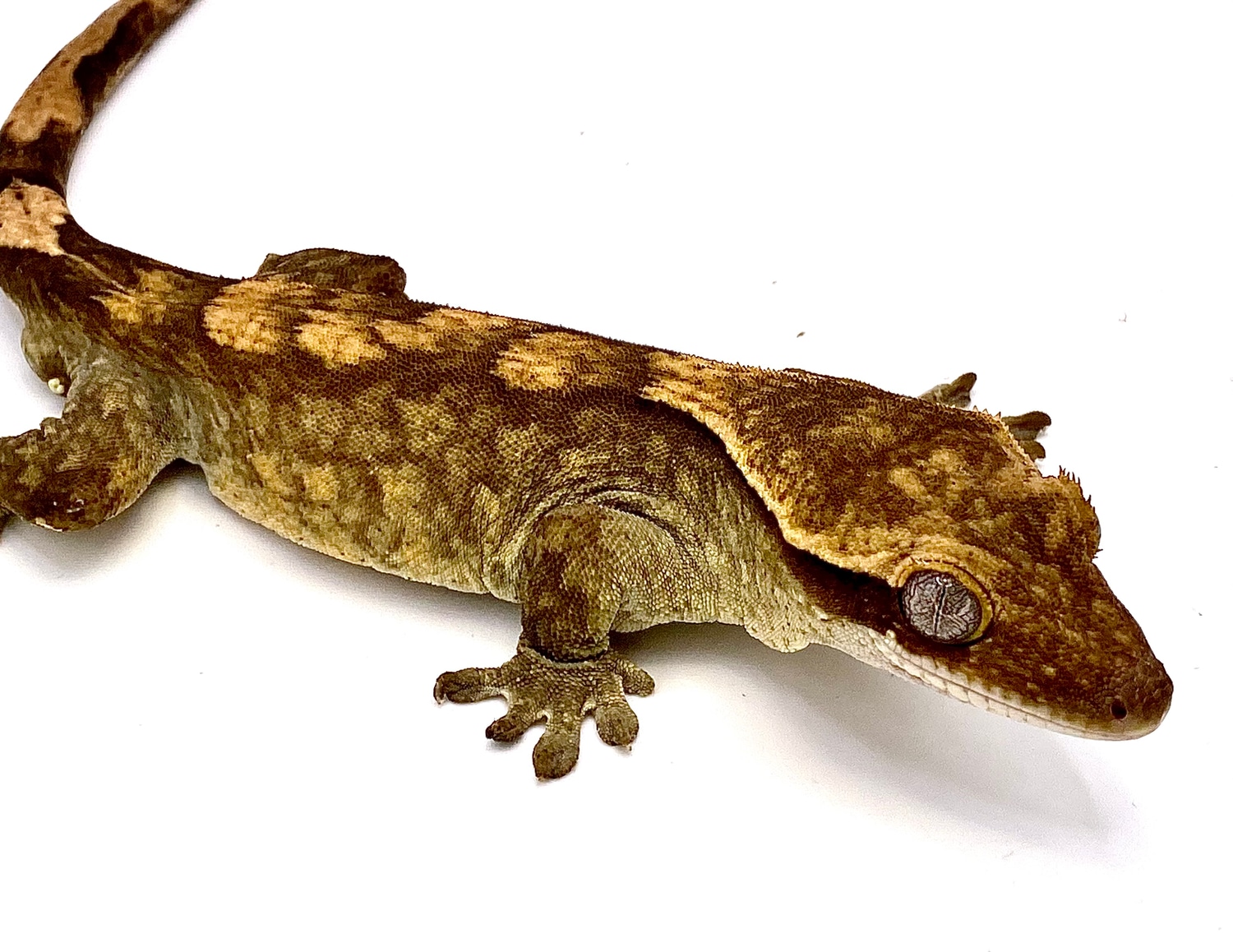 Ember Gecko Crested Gecko by 6th Day Creatures - MorphMarket