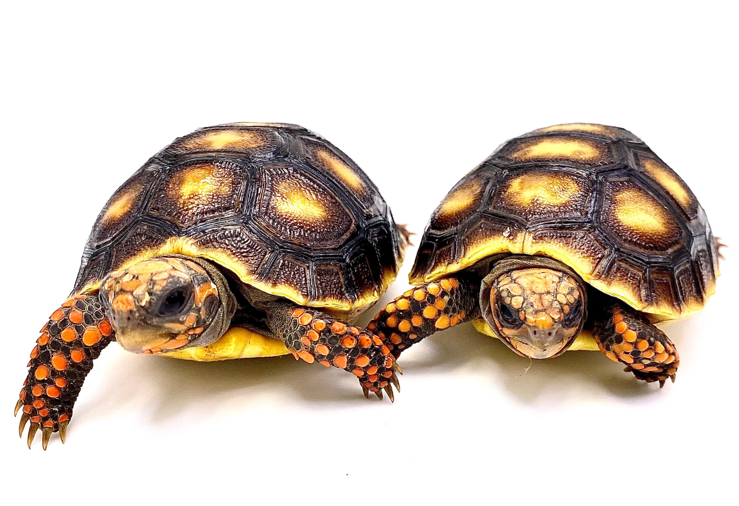 Baby Redfoot Tortoise Red-footed Tortoise by 6th Day Creatures ...