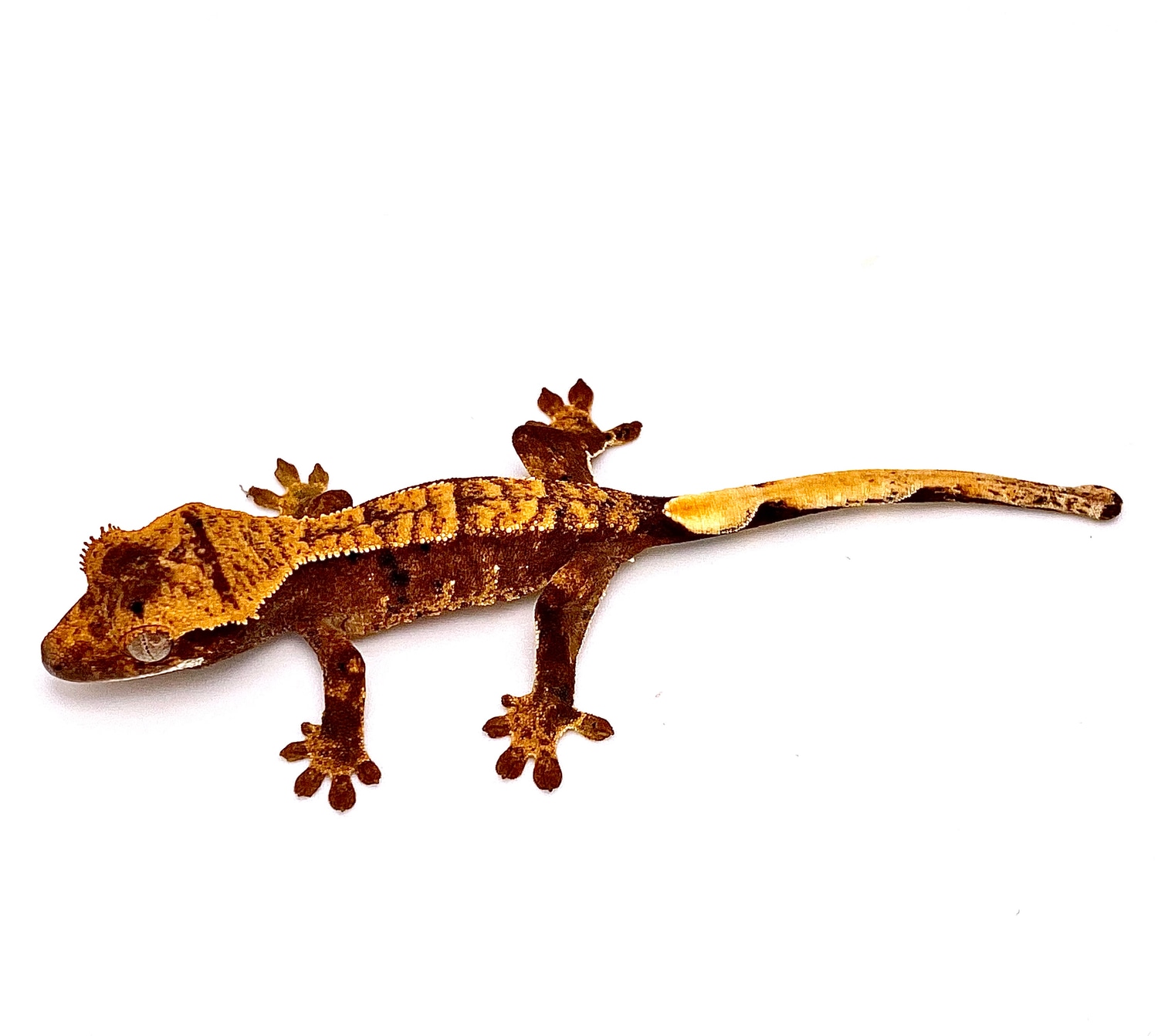 Peppered Jelly Crested Gecko by 6th Day Creatures - MorphMarket
