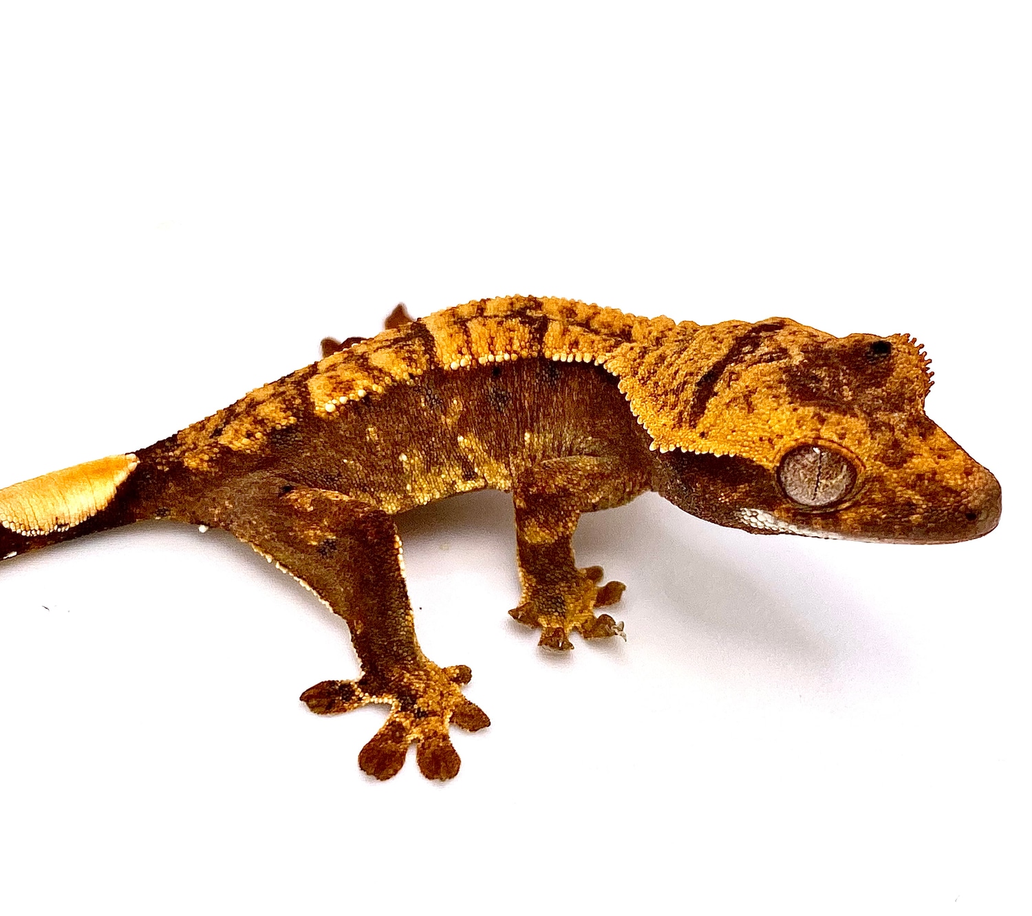 Peppered Jelly Crested Gecko by 6th Day Creatures - MorphMarket