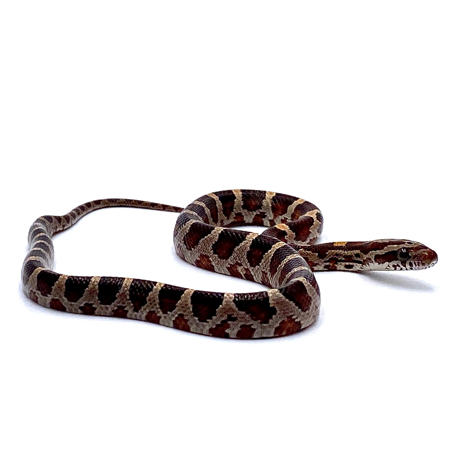 Masque Triple Het Scaleless Hypo Blood Corn Snake by 6th Day Creatures ...