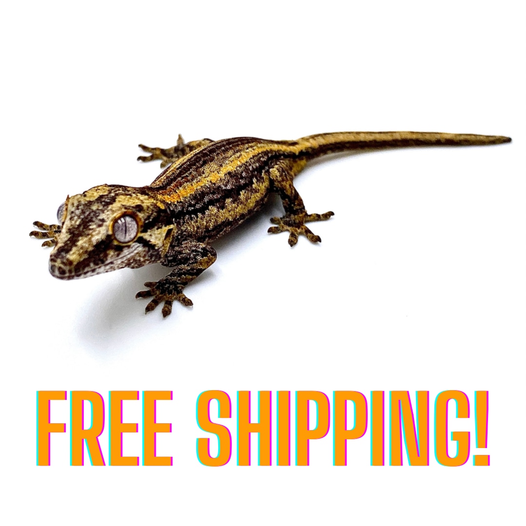 Crown Jewel Striped Gargoyle Gecko Baby by 6th Day Creatures - MorphMarket
