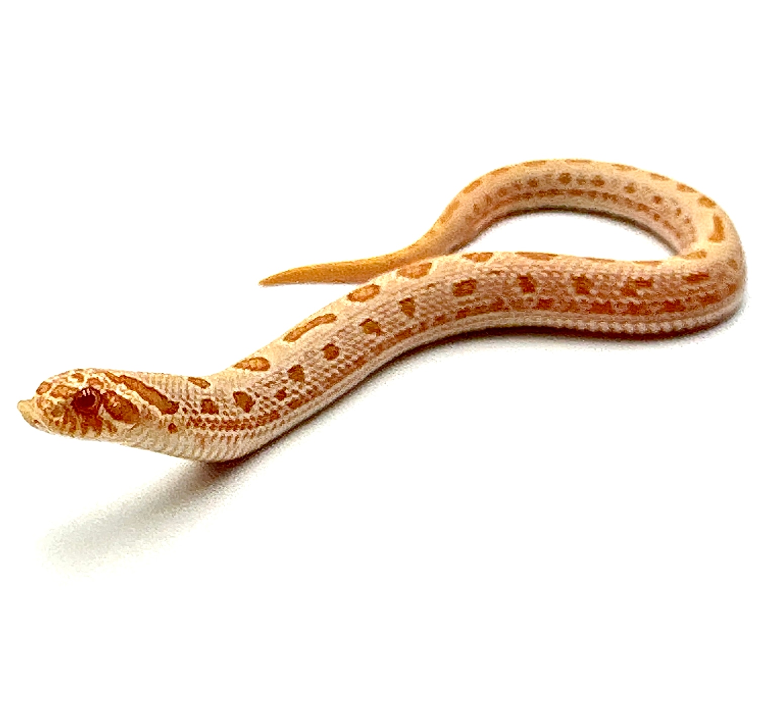 Super Arctic Anaconda Albino Poss Het Lavender Western Hognose by 6th Day Creatures - MorphMarket