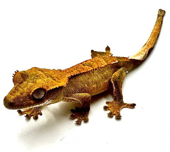 Mango Madness Crested Gecko Baby by 6th Day Creatures