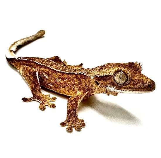 Bubbling Brown Sugar Pinstripe Crested Gecko Baby by 6th Day Creatures