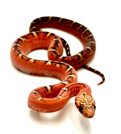 Female Scaleless Pied Sided Blood Red Het Hypo Corn Snake Baby by 6th ...