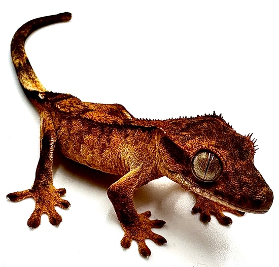 Copper Top Crested Gecko Baby by 6th Day Creatures