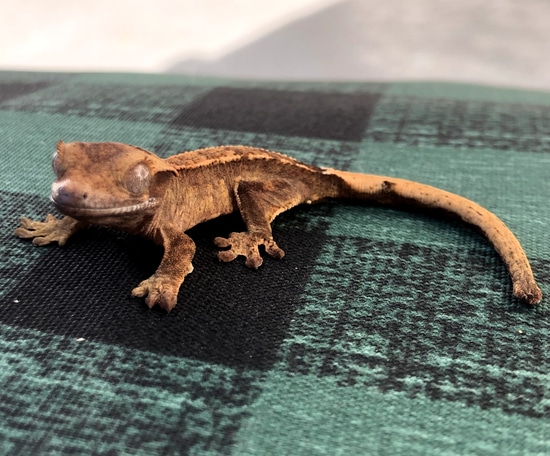 Mango Powder Pinstripe Crested Gecko by 6th Day Creatures