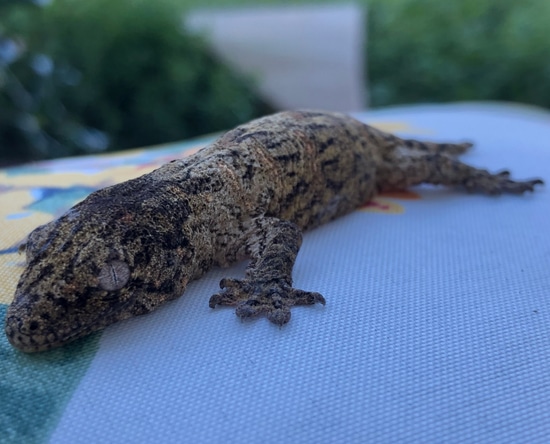 High Pink Leachianus Nuana Gecko Leachianus Gecko by 6th Day Creatures