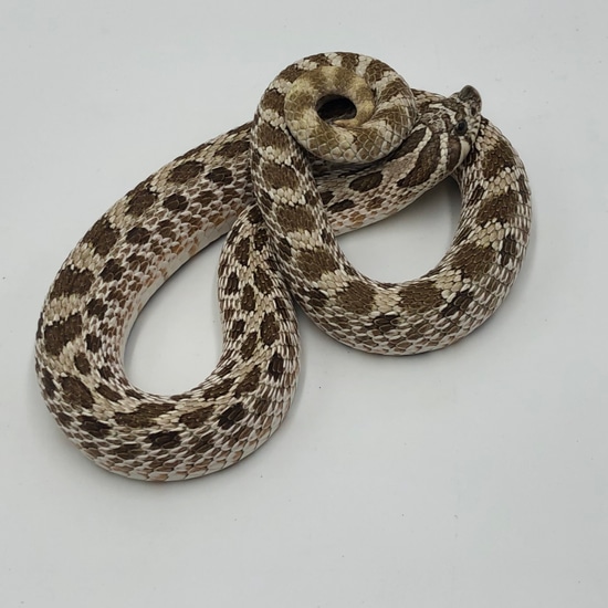 Adult Arctic Hog Proven Breeder Western Hognose by 6th Day Creatures