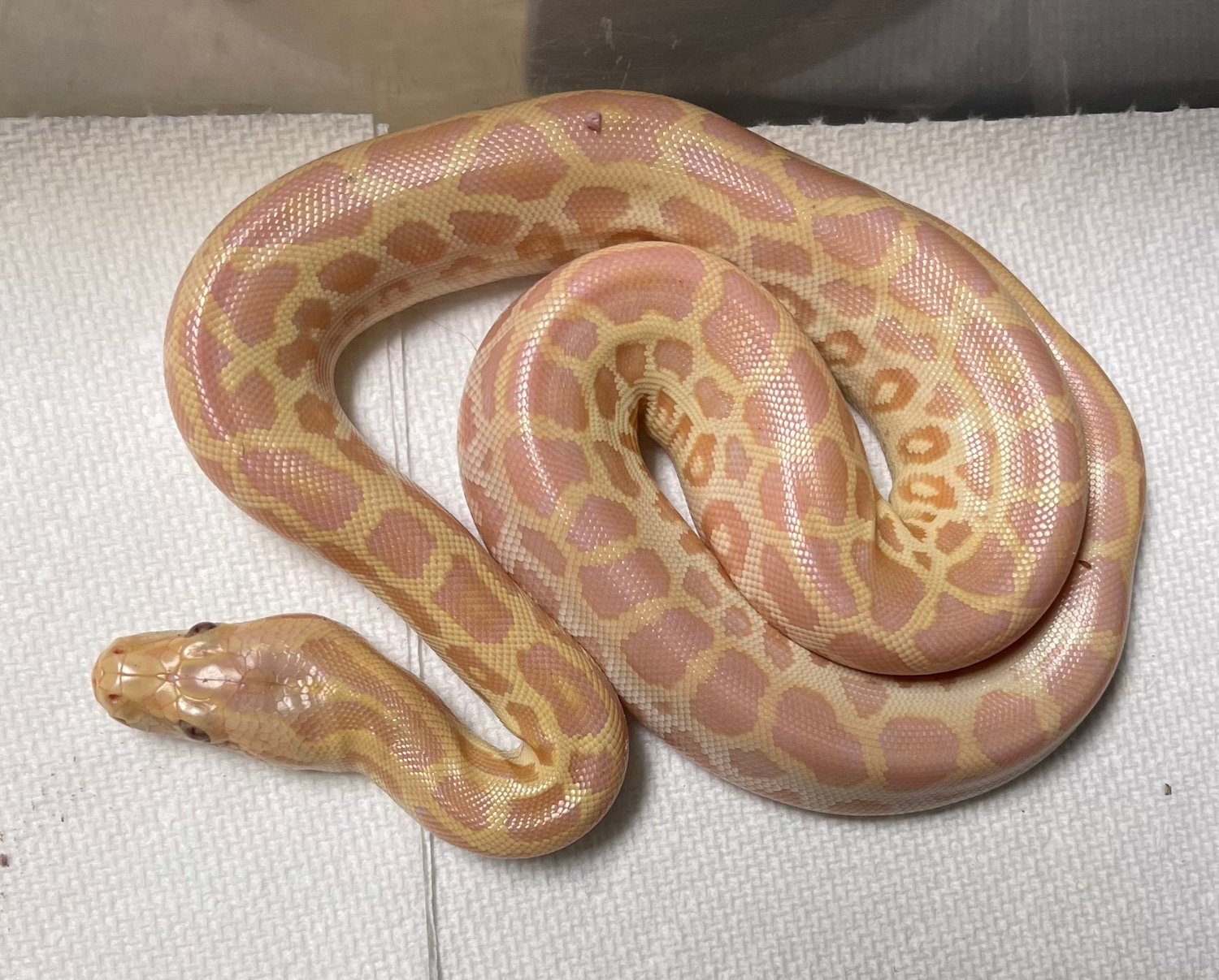 Burmese Python Clutch: 22-B1 by 6th Day Creatures L.L.C. - MorphMarket