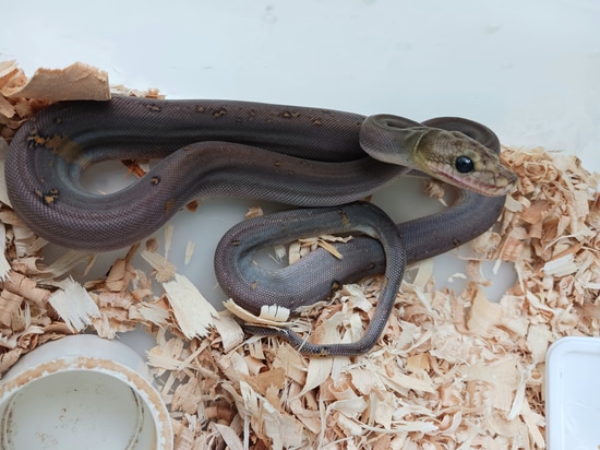 Super Motley Platinum Tiger Reticulated Python by Worona Reptiles