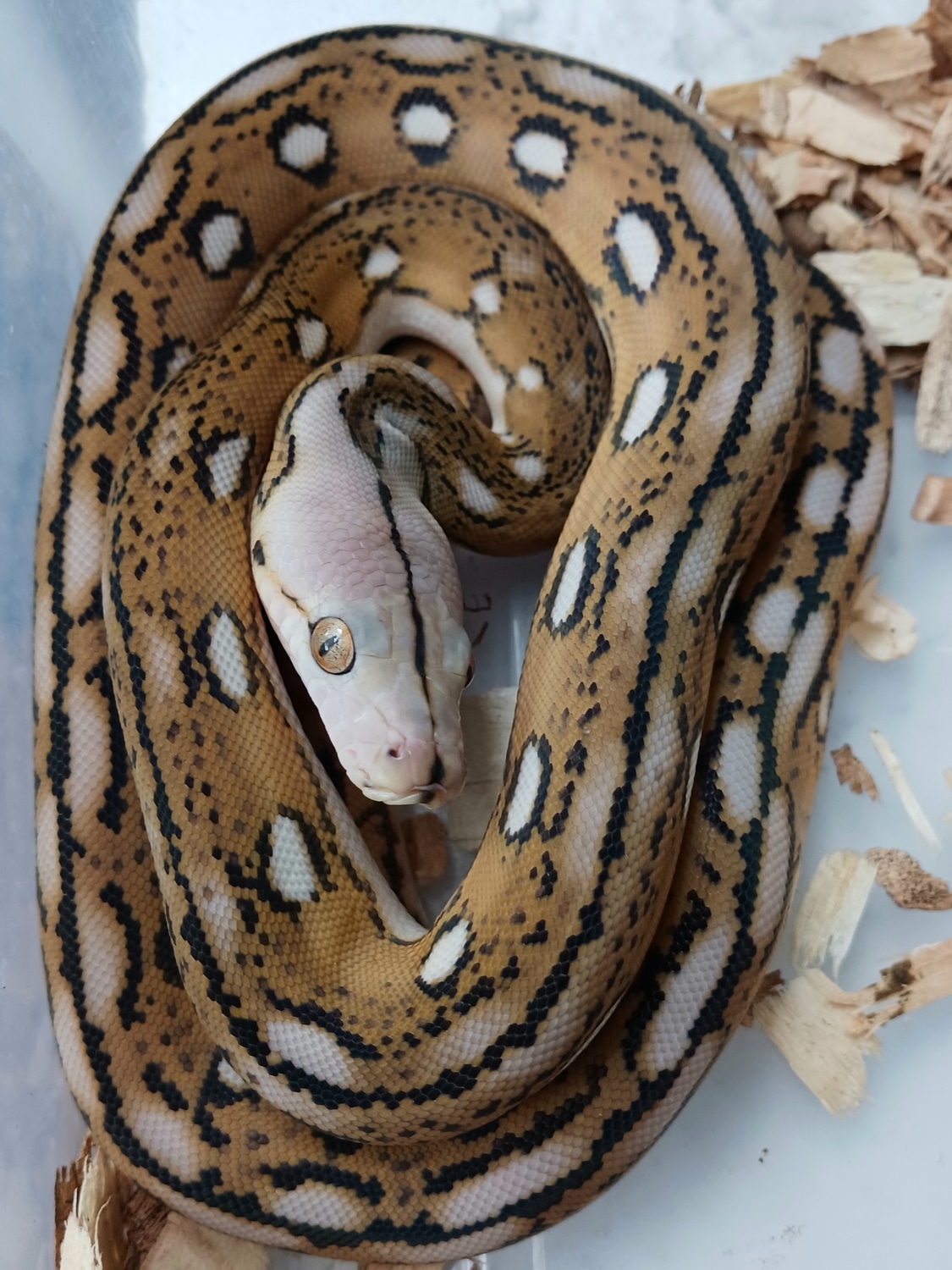 Platinum Motley Tiger Reticulated Python by Worona Reptiles - MorphMarket