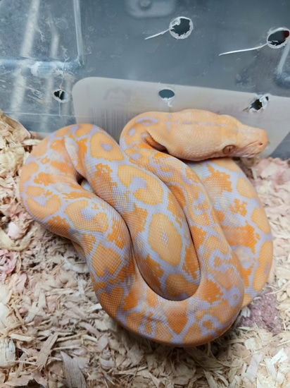 Lavender Albino Reticulated Python by Worona Reptiles
