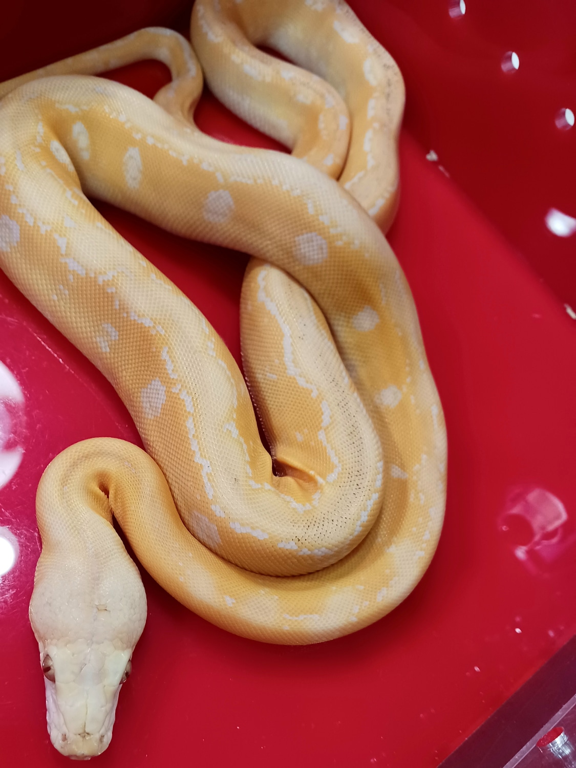 Lavender Albino Motley Tiger Reticulated Python by Worona Reptiles ...