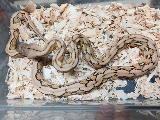 Platinum Tiger Reticulated Python by Worona Reptiles