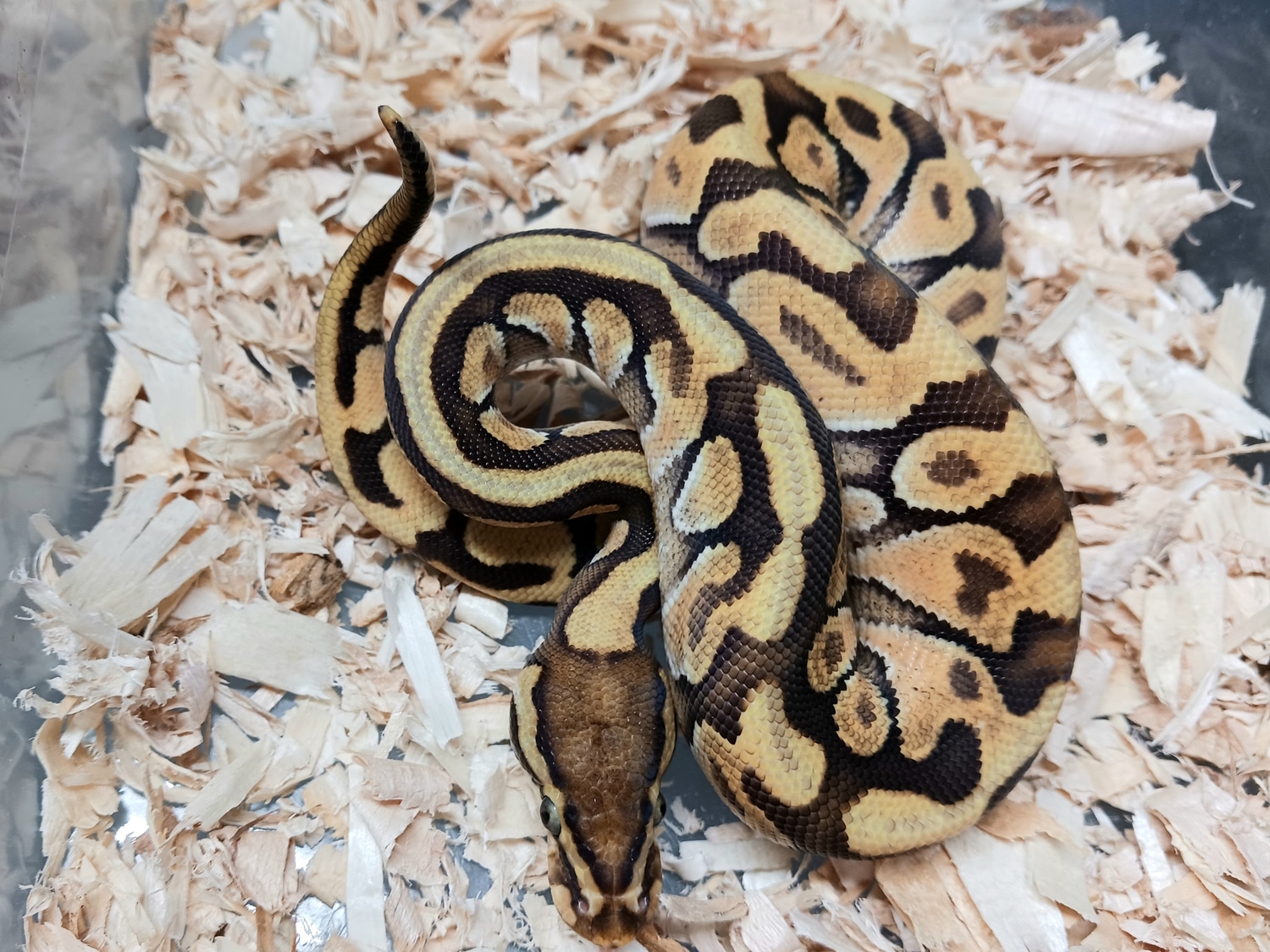 Enchi Mojave Spotnose Ball Python by Worona Reptiles - MorphMarket