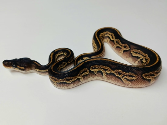 Bongo Blackhead Ball Python by Worona Reptiles