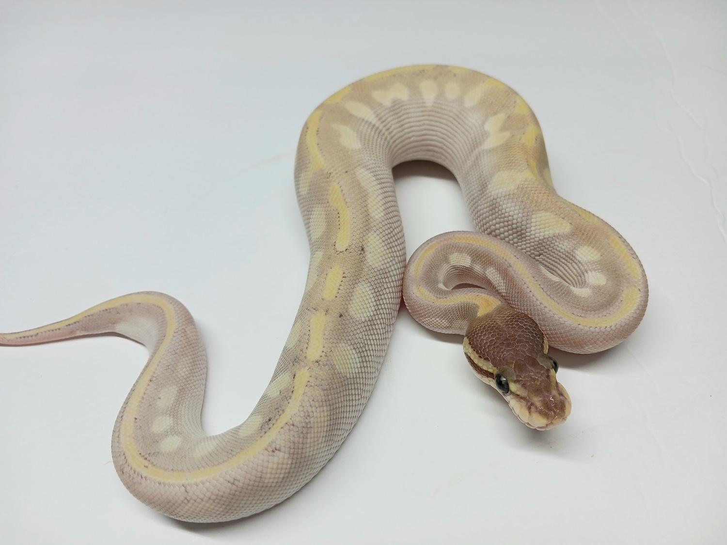 Enchi Mystic Potion Ball Python by Worona Reptiles - MorphMarket