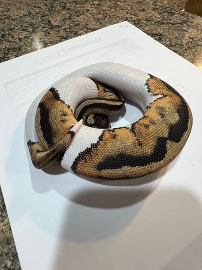 Pinstripe Pied 100% Het. Albino Ball Python by Wilson’s Exotics