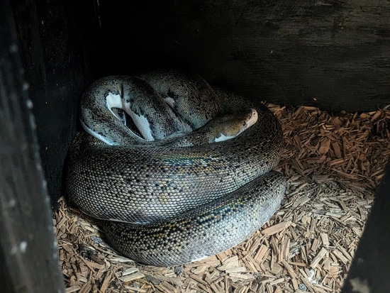 Pied Reticulated Python by Reeves Reptiles