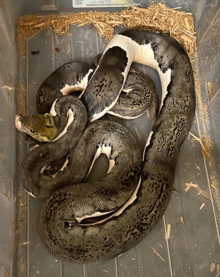 2017 Female Pied Reticulated Python by Reeves Reptiles