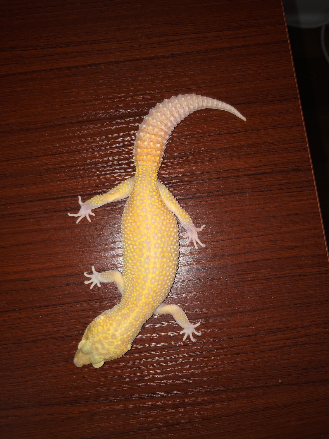 RAPTOR Leopard Gecko by 725 Reptiles - MorphMarket