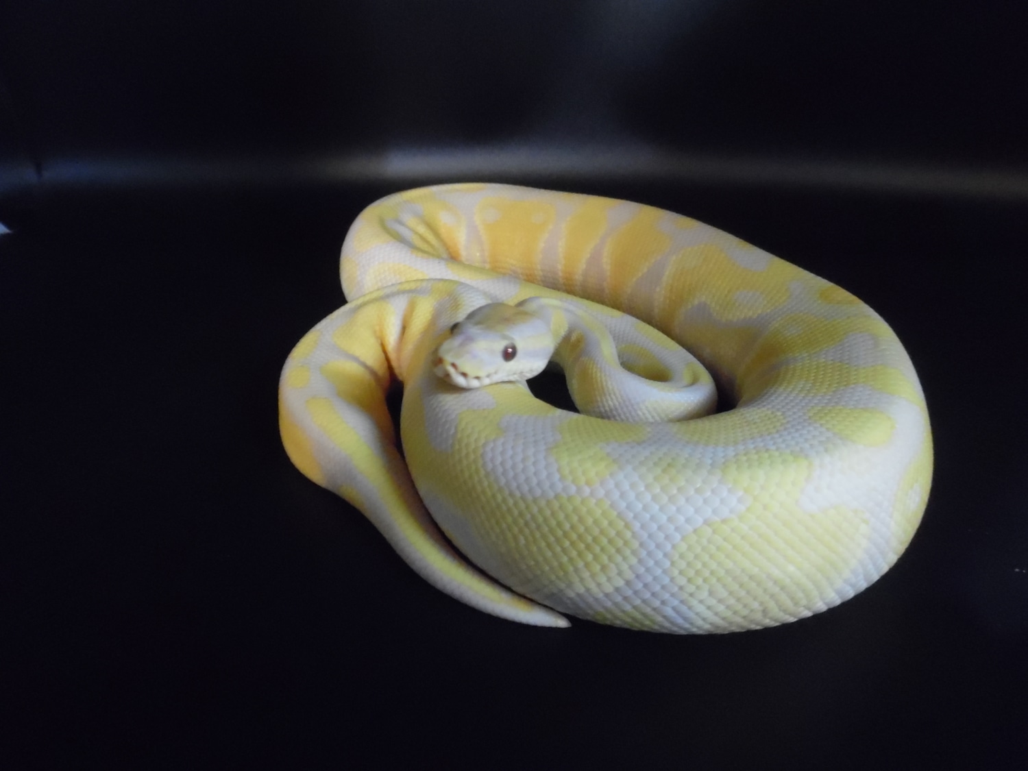 '20 Lavender Albino Ball Python by Tom Yeager Reptiles LLC - MorphMarket