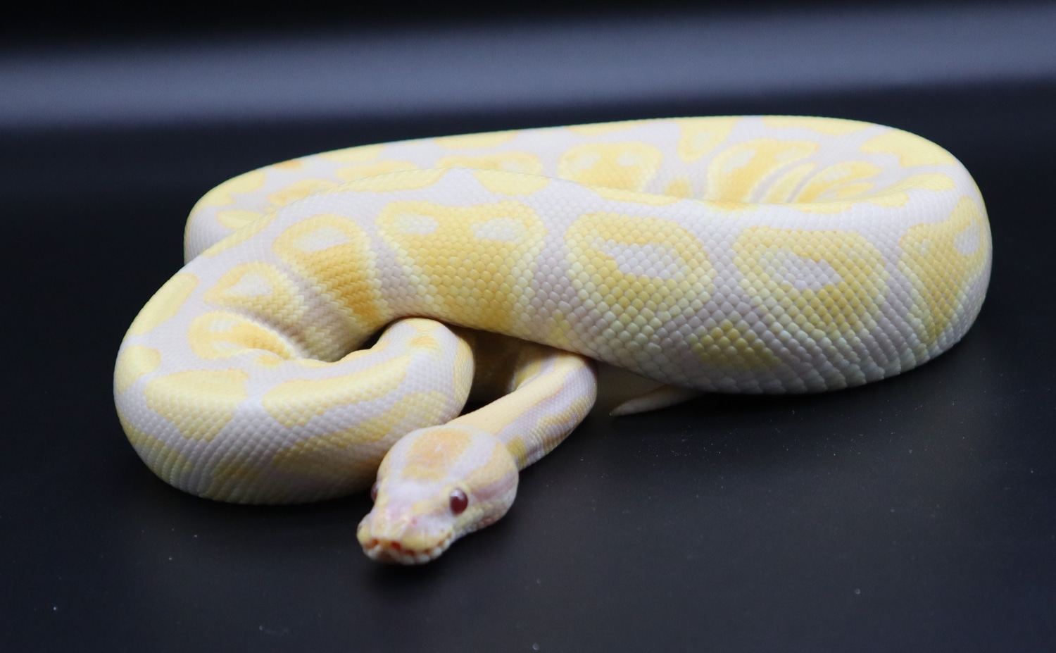 '20 Lavender Albino Ball Python by Tom Yeager Reptiles LLC - MorphMarket