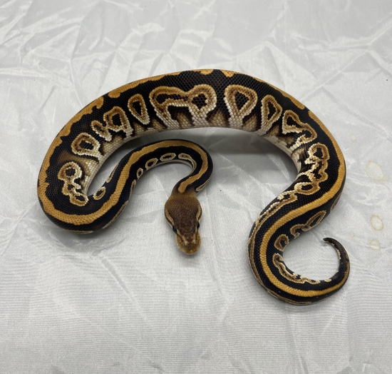 '22 Black Pastel Cypress Ball Python by Tom Yeager Reptiles LLC