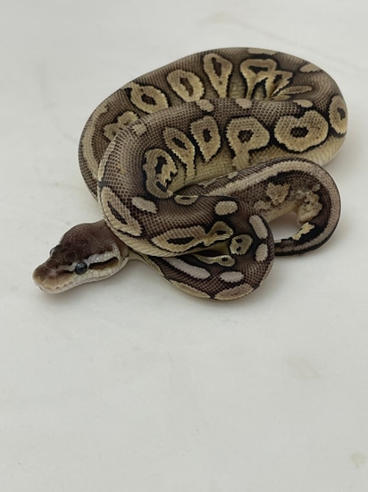 22 Cinnamon Pastel 100% Het Sunset 50% Het Ghost Ball Python by Tom ...