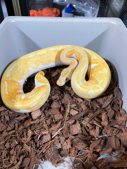 '22 Dreamsicle "Free Shipping" Ball Python by Tom Yeager Reptiles LLC