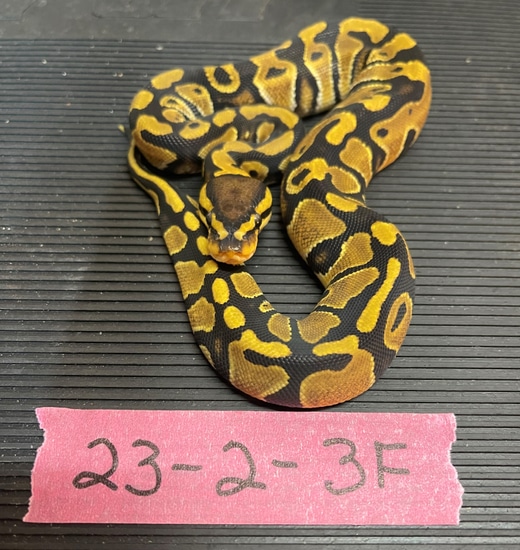 '23 Double Het Sunset Clown 50% Het Hypo Female Ball Python by Tom ...