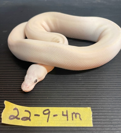 '22 Blue-Eyed Lucy (Mojave-Lesser) Ball Python by Tom Yeager Reptiles LLC