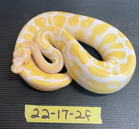 '22 Albino Het Piebald Ball Python by Tom Yeager Reptiles LLC