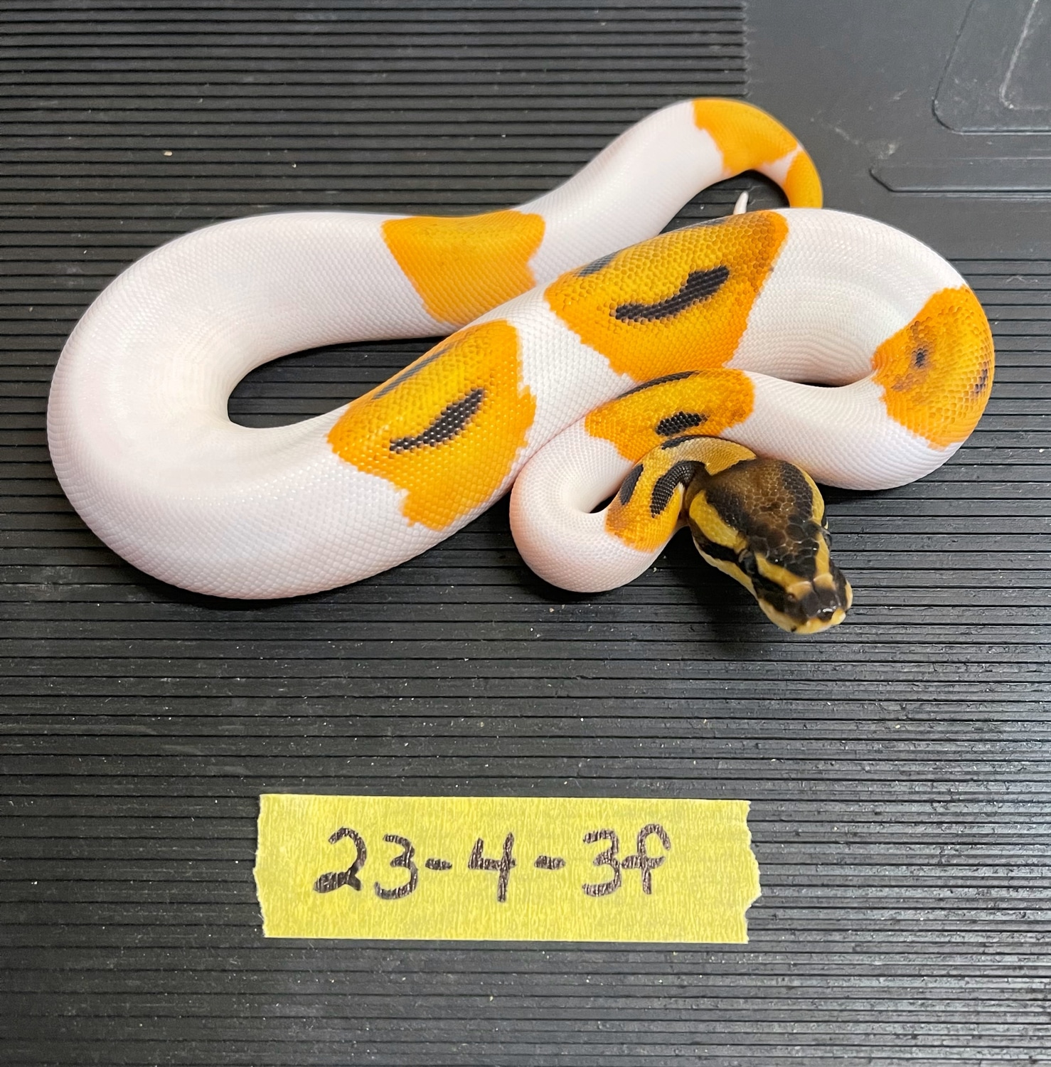 '23 Super Orange Dream Yellowbelly Piebald Ball Python by Tom Yeager ...