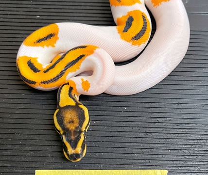 '23 Super Orange Dream Yellowbelly Piebald Ball Python by Tom Yeager ...