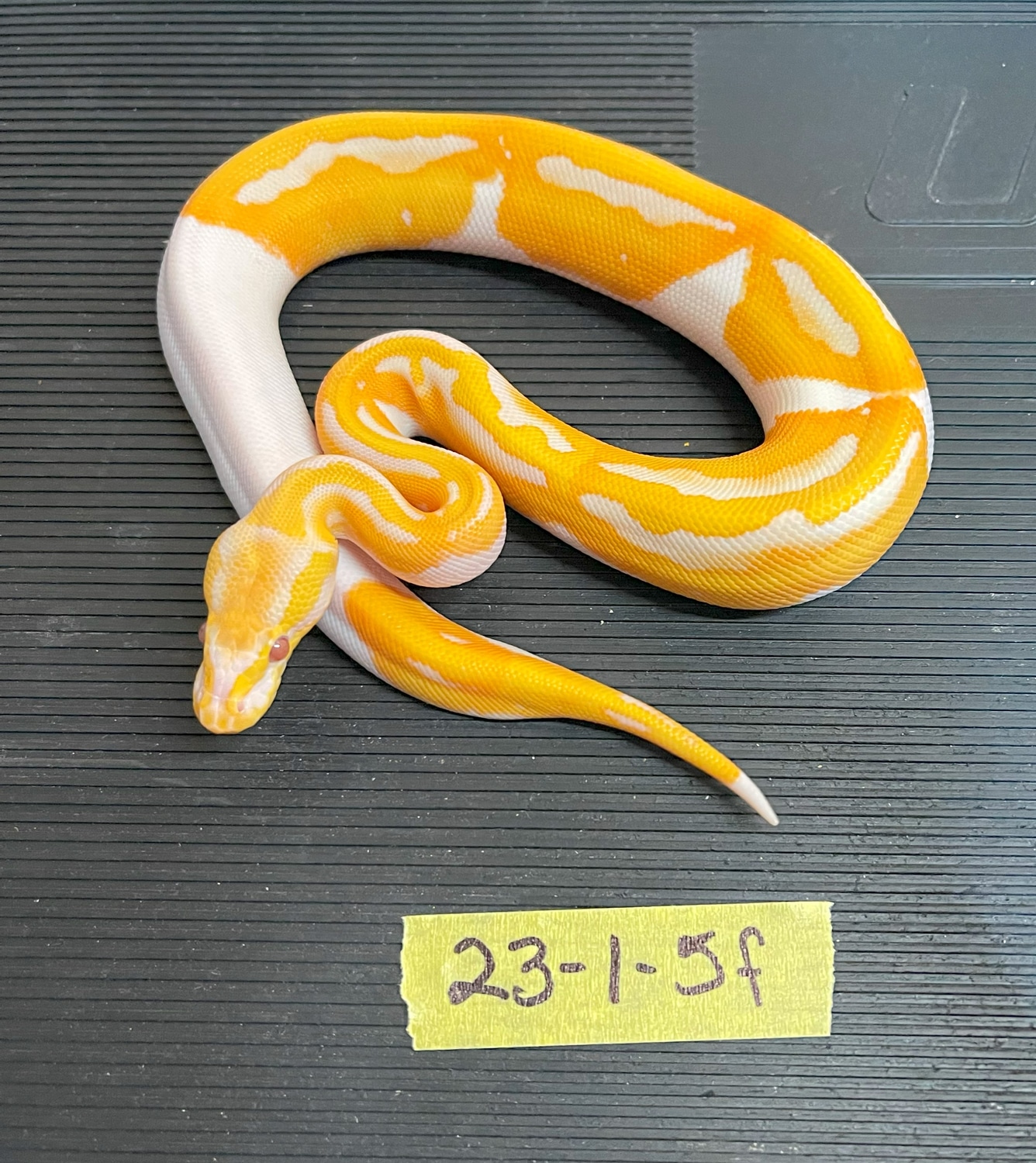 '23 Dreamsicle Ball Python by Tom Yeager Reptiles LLC - MorphMarket