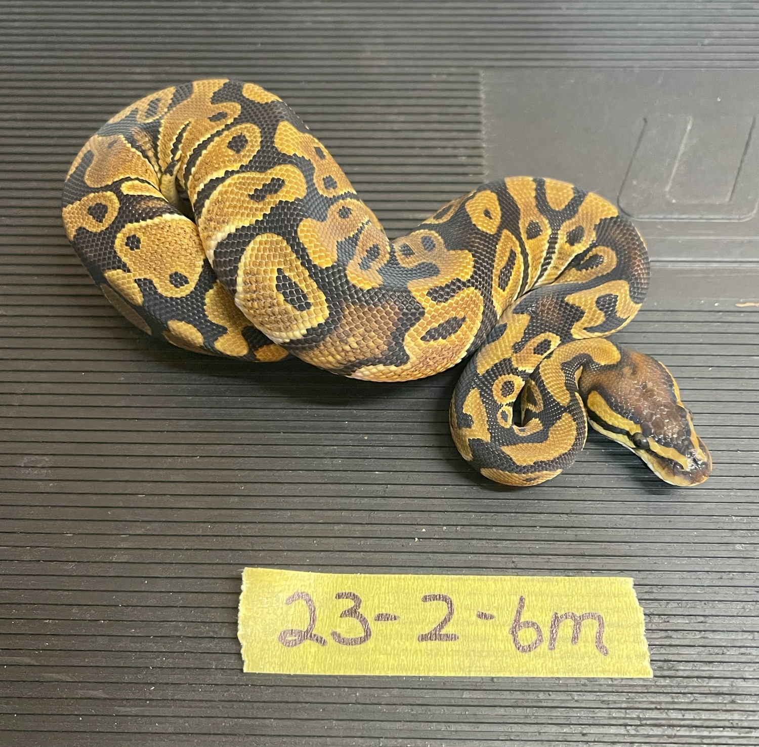 '23 DH Sunset Clown 50% Het Ghost Ball Python by Tom Yeager Reptiles ...
