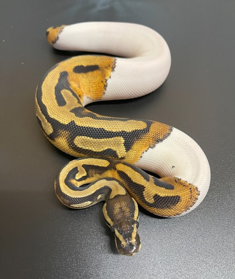 '23 Piebald Het Lavender Albino Ball Python by Tom Yeager Reptiles LLC