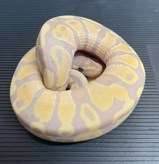 '23 Banana (FM) Het Sunset 50% Het Ghost Ball Python by Tom Yeager ...