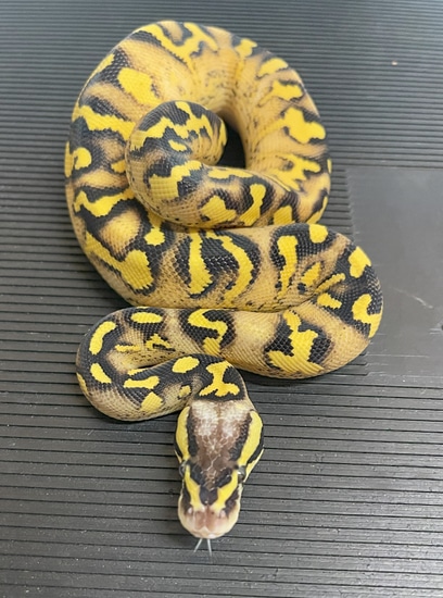'24 Pastel Super Asphalt Ball Python by Tom Yeager Reptiles LLC