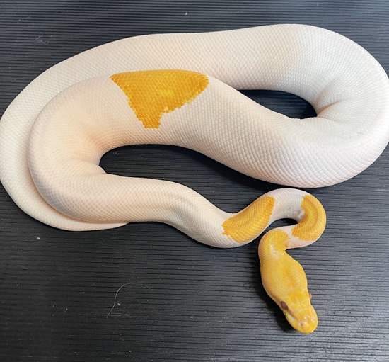 Ready To Breed--'22 Dreamsicle Male Ball Python by Tom Yeager Reptiles LLC