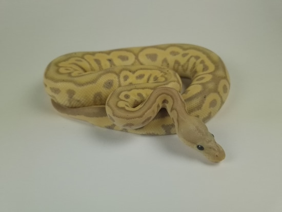 Banana Cinnamon Mojave Clown Ball Python by Steve Walker Reptiles