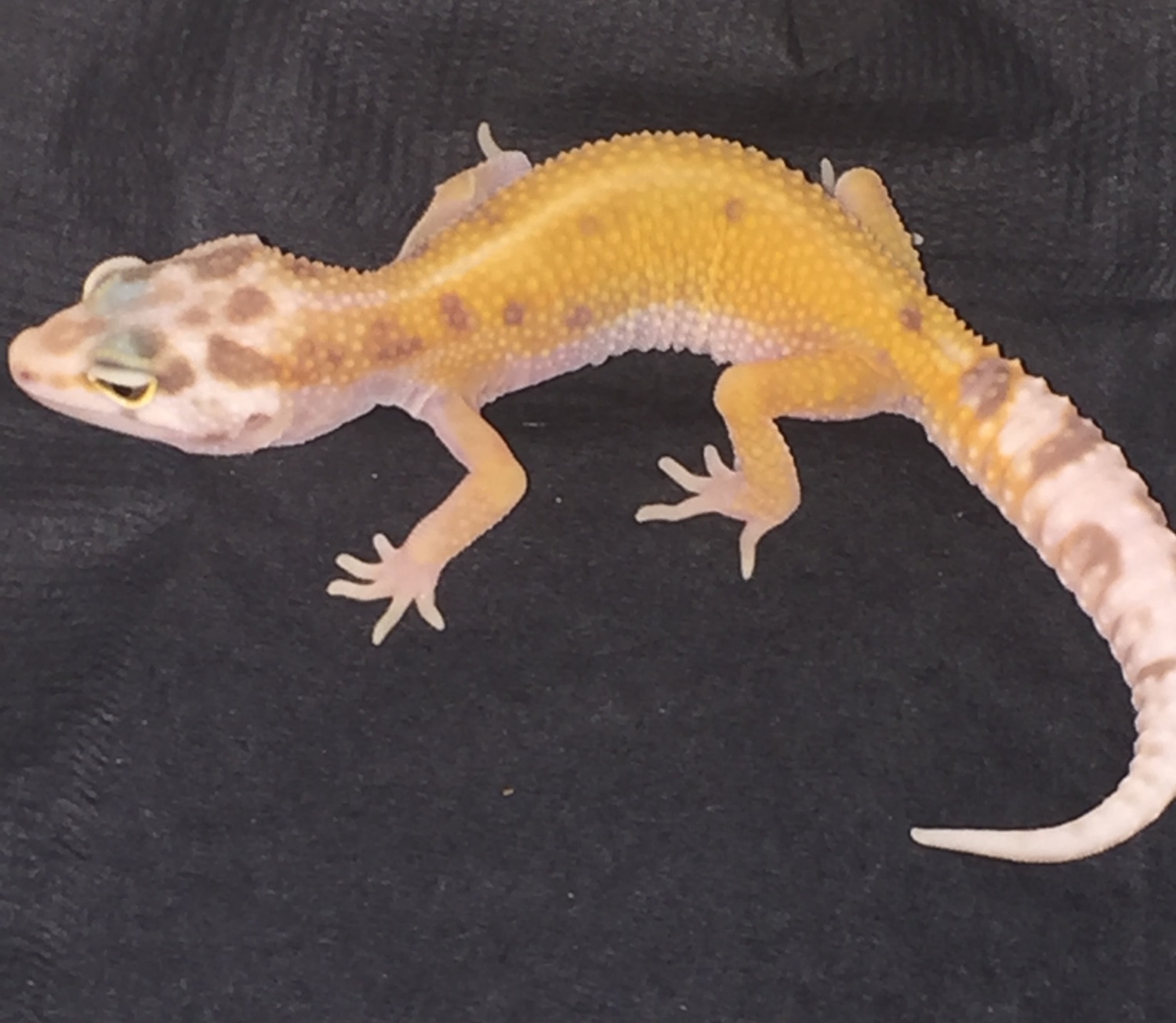 ‘20 TSF Raptor Het Murphy Patternless Leopard Gecko by Crystal Palace ...