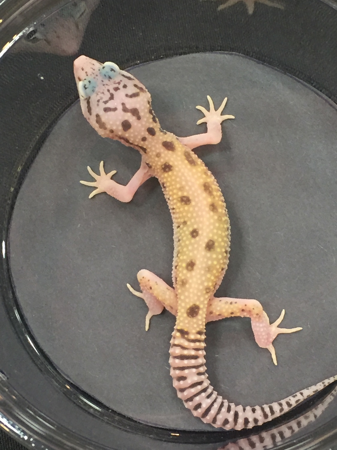 TSF Eclipse Pos Het Tremper Albino Pos Het Murphy Patternless Leopard ...